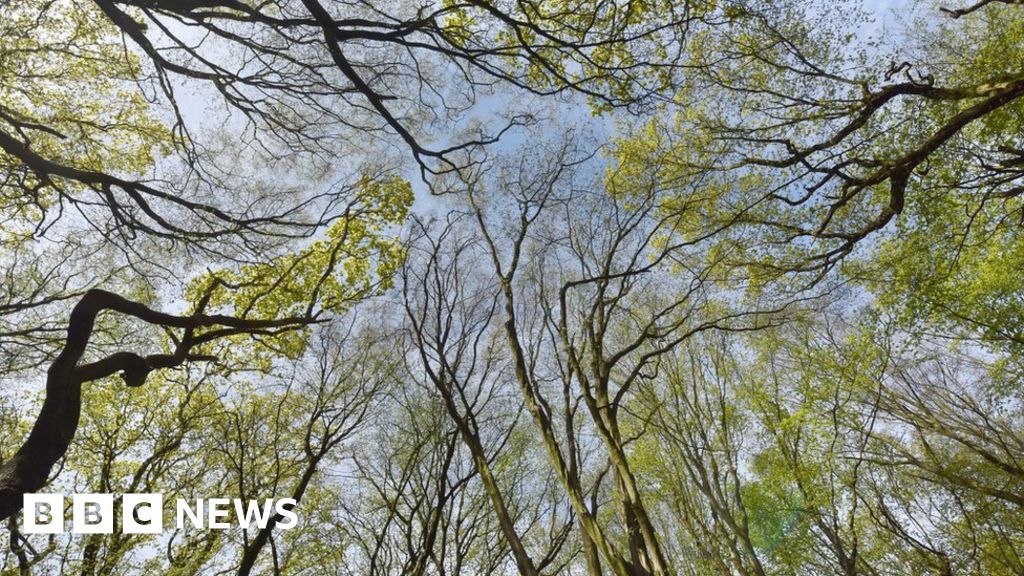 Trees cleared following extreme weather in Guernsey - BBC News