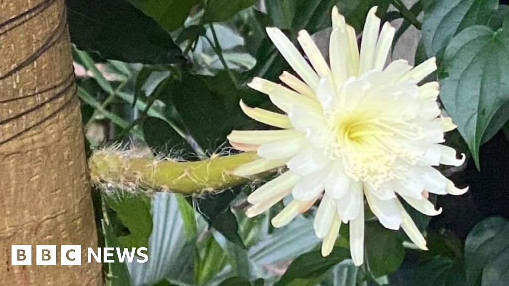 Second Cambridge moonflower blooms for lucky visitors - BBC News