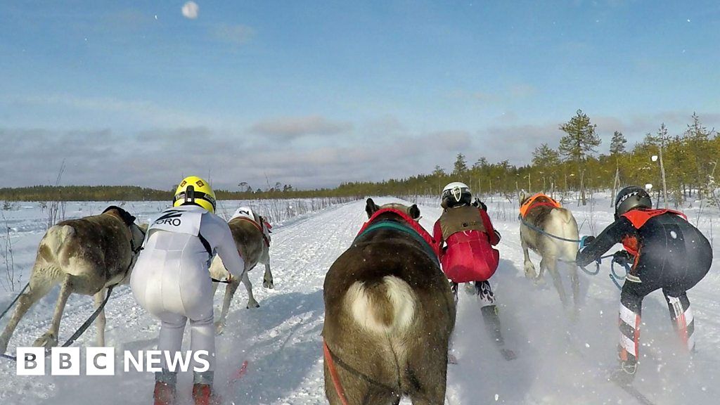 What's it like to race a reindeer? - BBC News