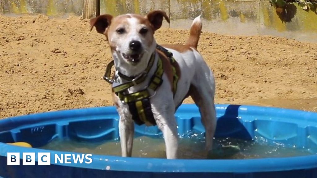 Lenny the dog has been in Wiltshire kennels a third of his life - BBC News