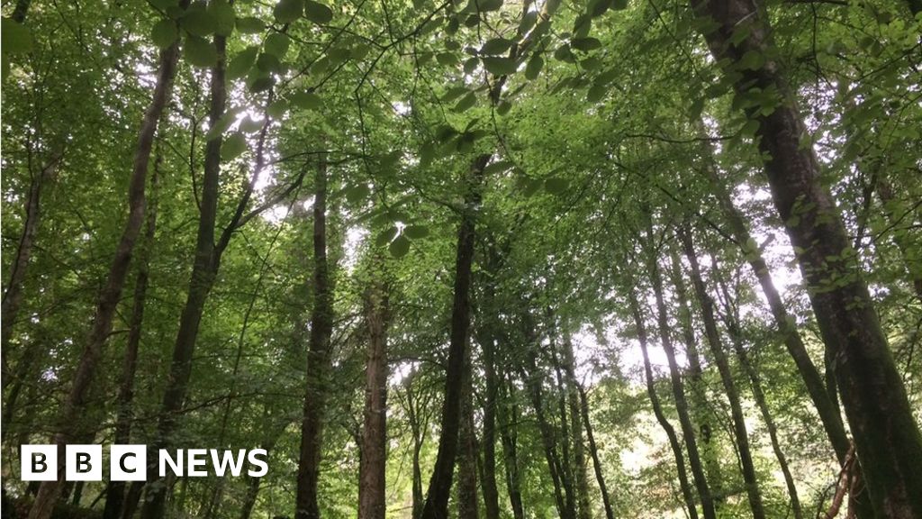 £8.6m boost to restore Wales' Celtic rainforests - BBC News