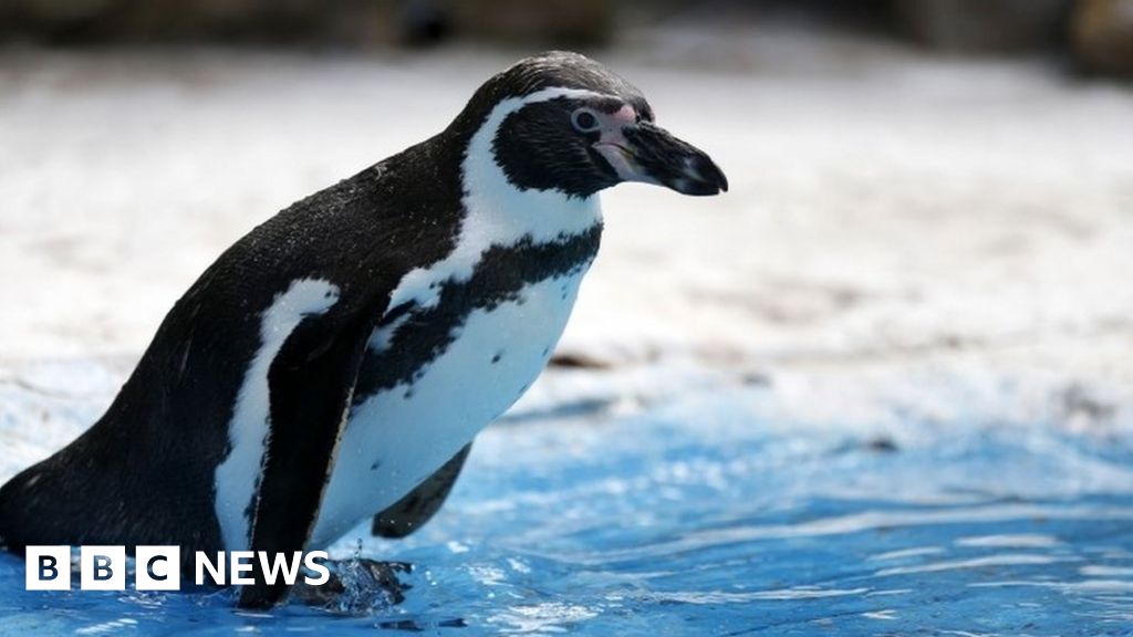 Police investigate mystery penguin death at Dortmund zoo - BBC News