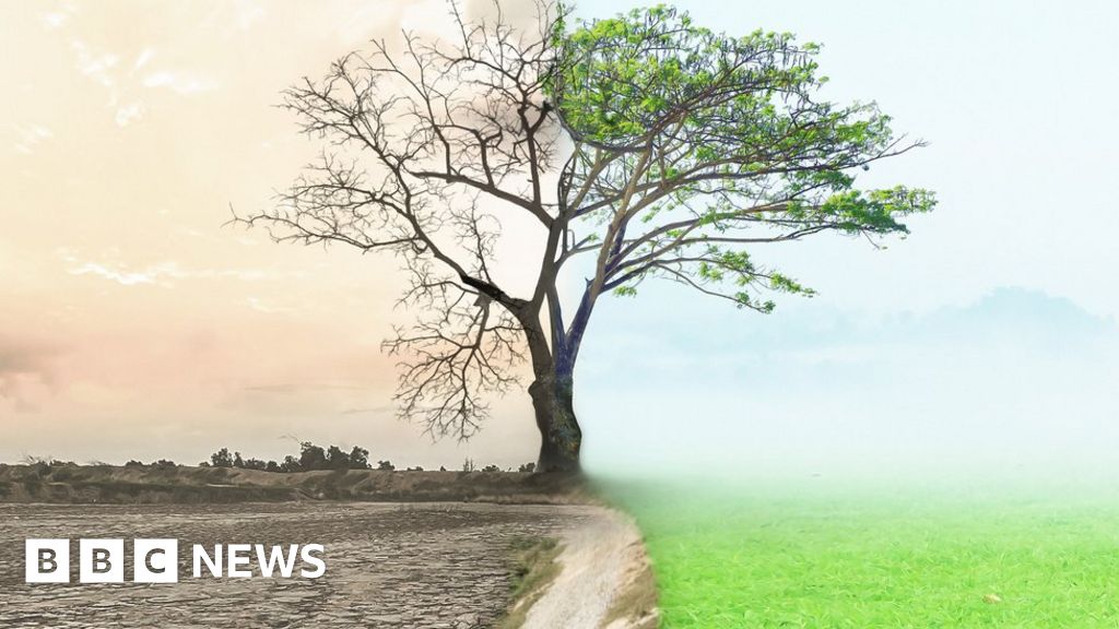 UK climate emergency: What does it mean for how we live? - BBC News