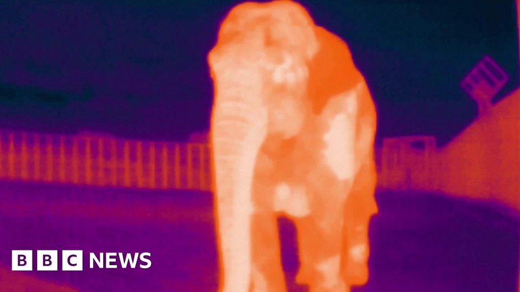 Elephants pose for thermal pictures at Whipsnade Zoo - BBC News