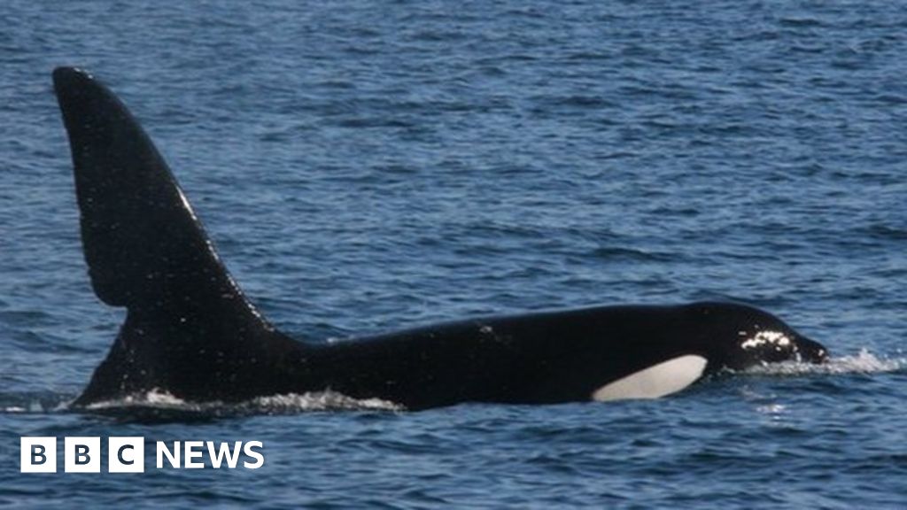 Orca whale sightings off Ceredigion coast, says Sea Trust - BBC News