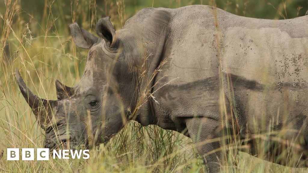 South Africa court permits domestic trade in rhino horns - BBC News