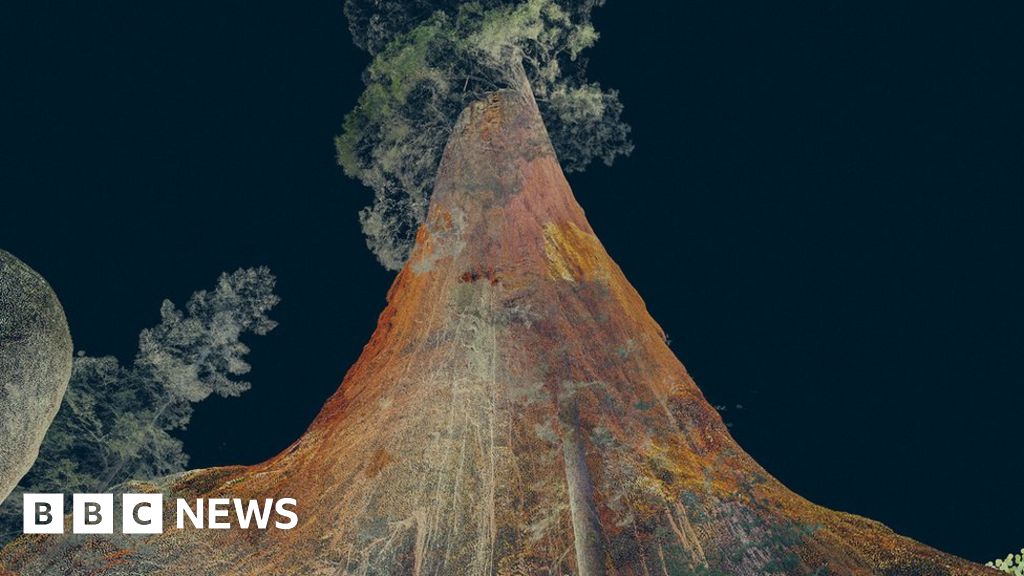 Virtual reality treehugger experience at Margam park - BBC News