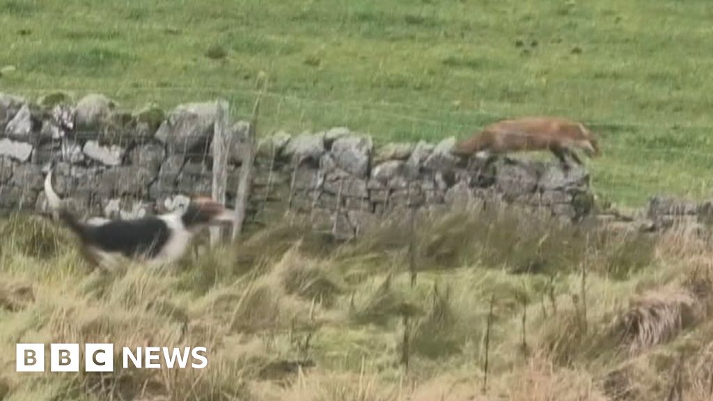 Kelso fox hunt footage reported to police - BBC News