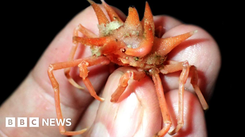 Scientists find new deep sea species in seas off Java - BBC News