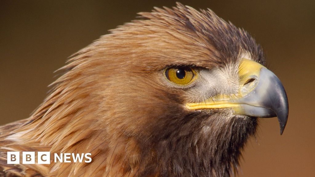 South of Scotland golden eagle project secures lottery funding - BBC News