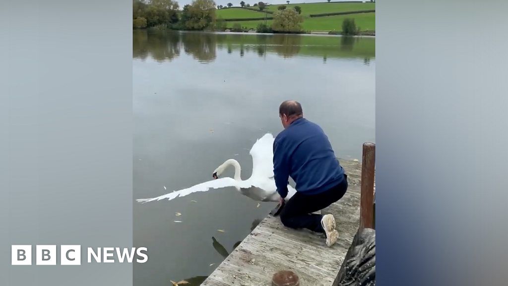 Swan reunited with cygnets after dog attack