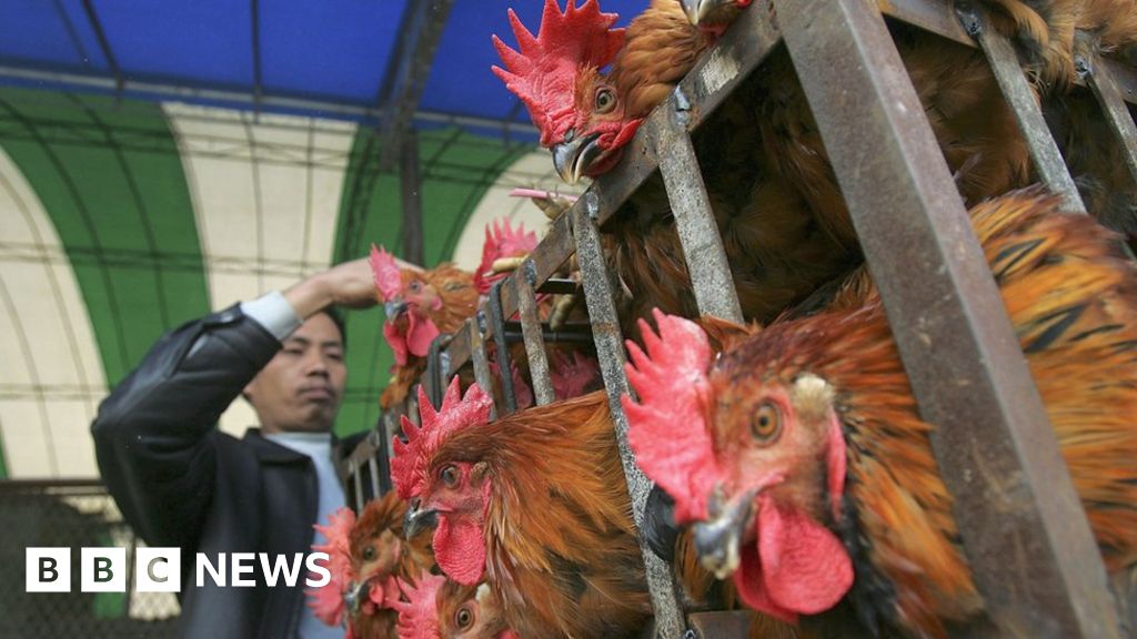 Tiny genetic change lets bird flu leap to humans - BBC News