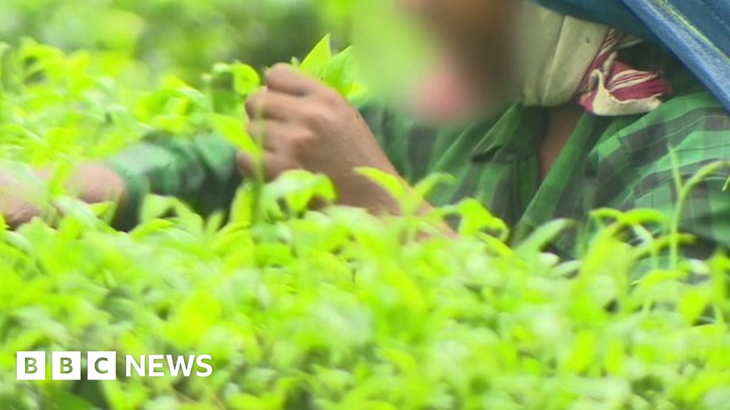 'Child labour evidence' on Indian tea estates - BBC News