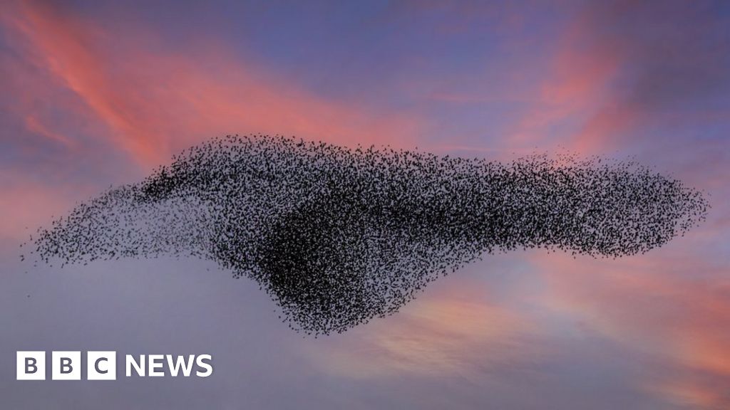 Murmuration: Action taken to re-attract Belfast's starlings - BBC News