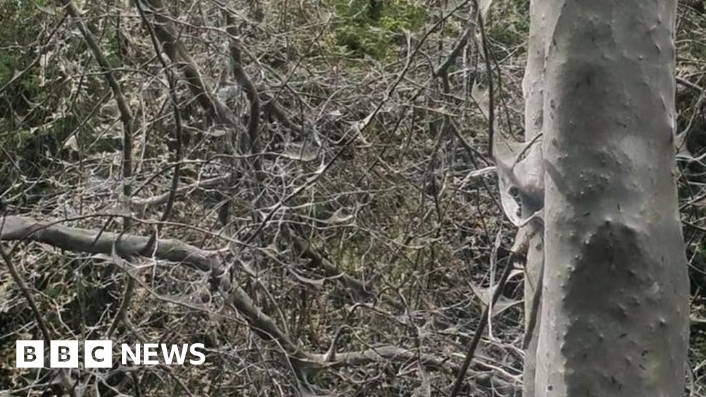Hanham trees shrouded in white ermine silk - BBC News