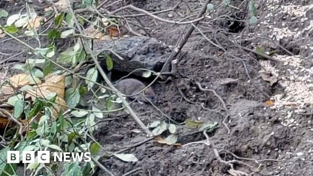 Oxford: Concerns raised over rat infestation under bridge