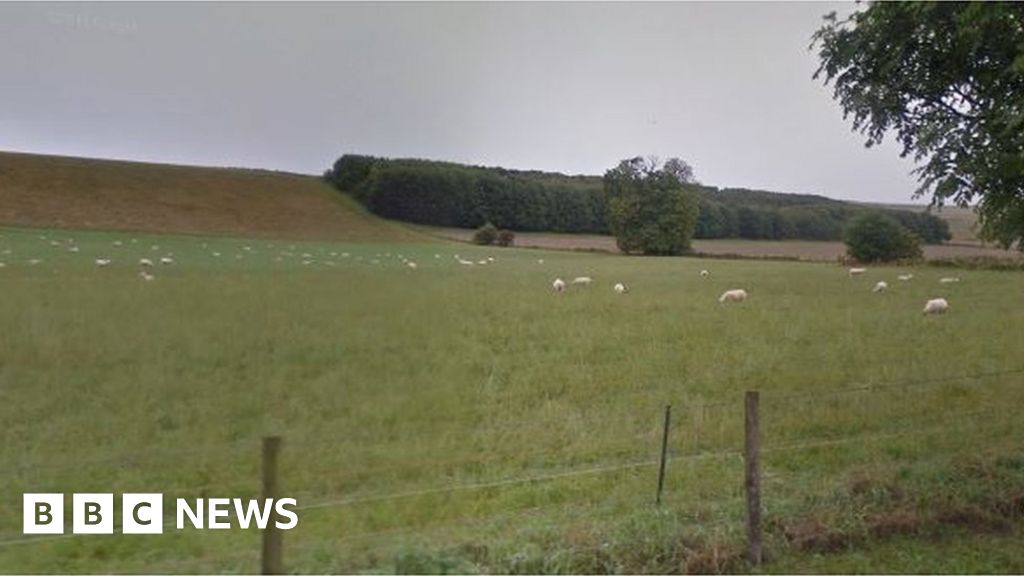 Sheep killed in 'dog attack' in Wiltshire farm meadow - BBC News
