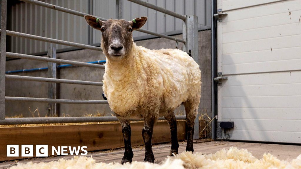 Looking good after a trip to the bah-bah