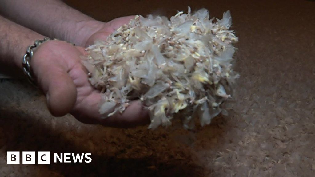 Mayfly invasion covers Polish bridge - BBC News