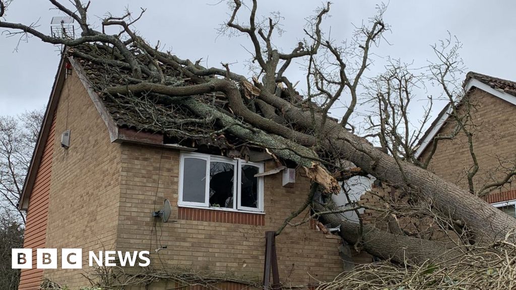Oak tree collapses on home near Crawley in high winds