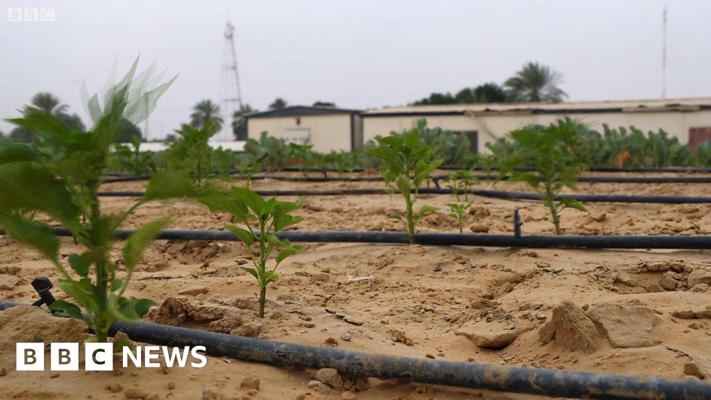 Making the desert sand bloom - BBC News