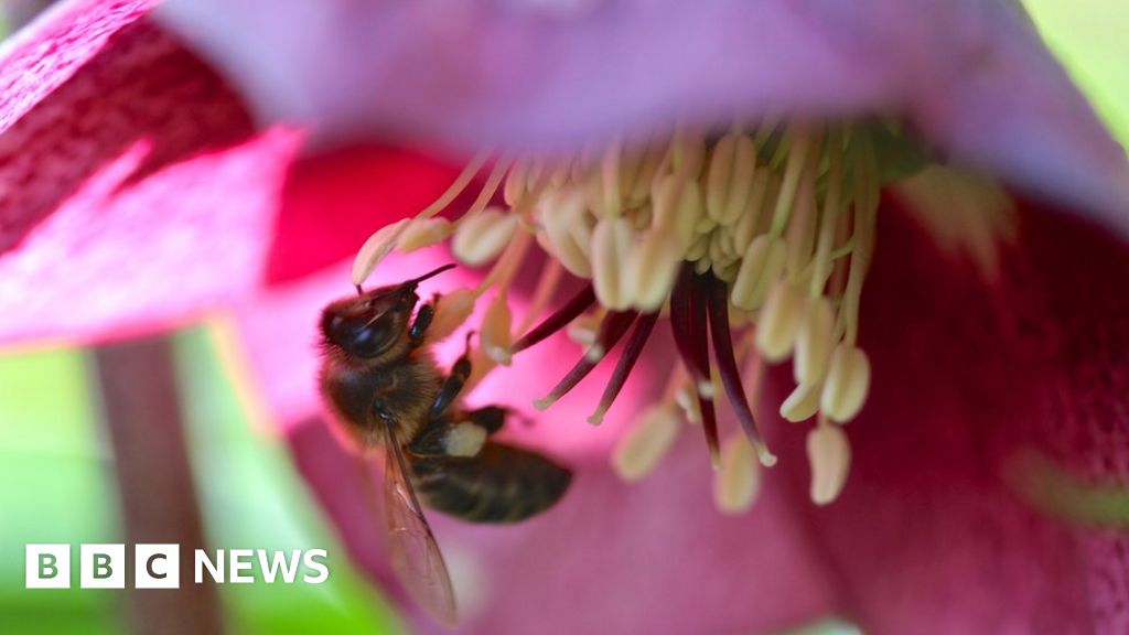 Concern for future of bees after fall in honey crop