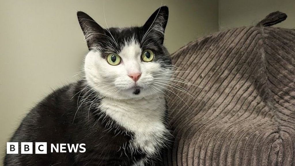 Great Ayton RSPCA seeks home for cat that's scared of men - BBC News