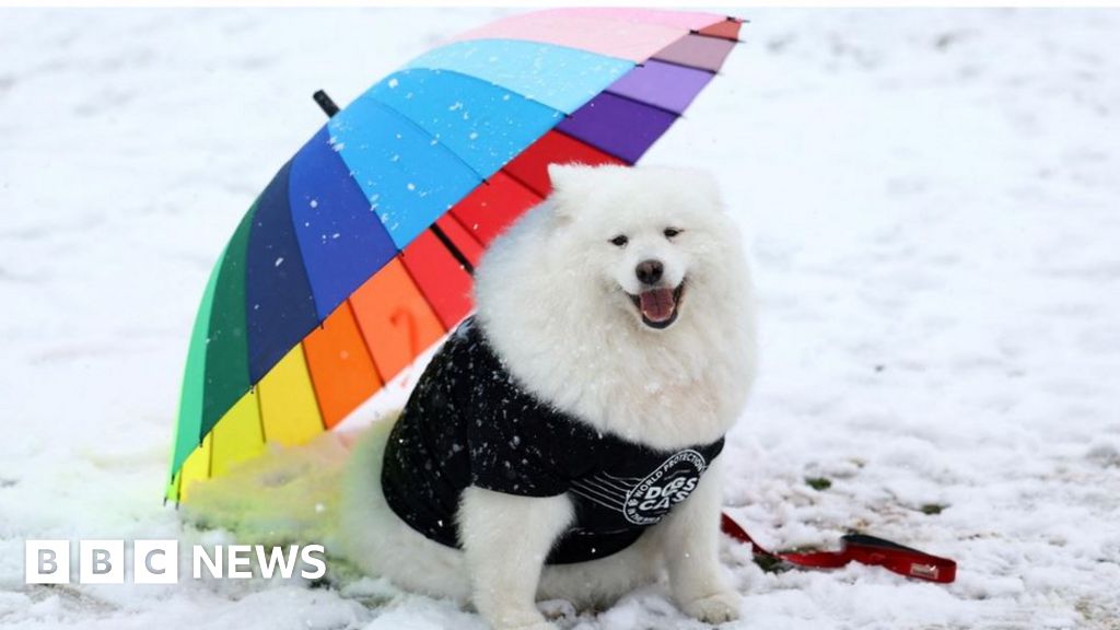 Dogs aim to be Best in Snow as chill hits Crufts - BBC News
