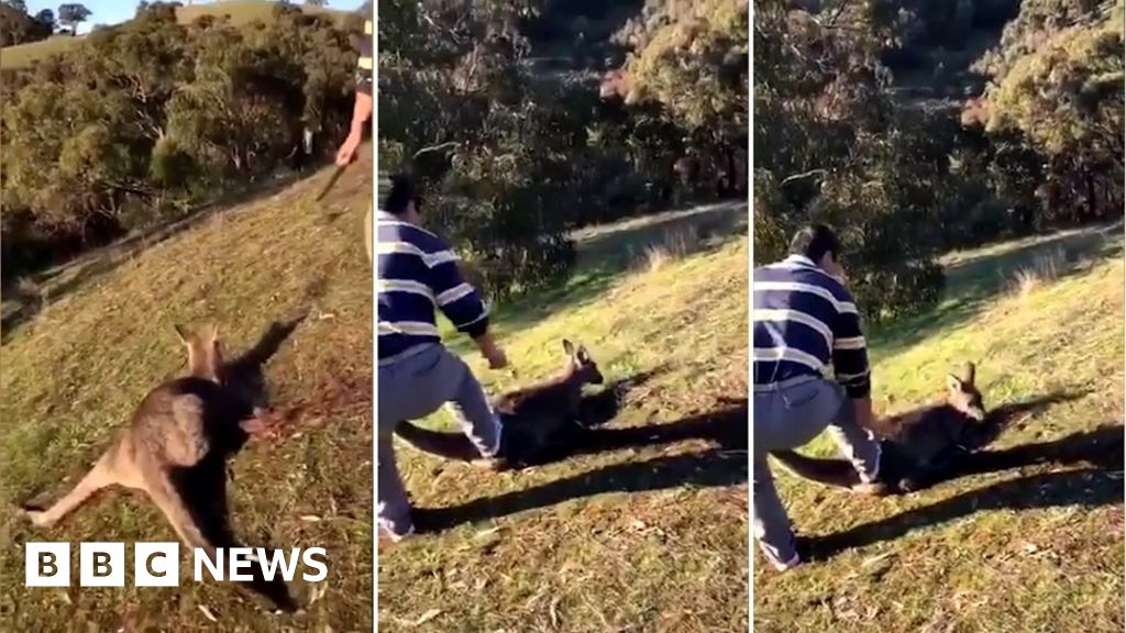 Man arrested in Melbourne after 'abhorrent' kangaroo killing - BBC News