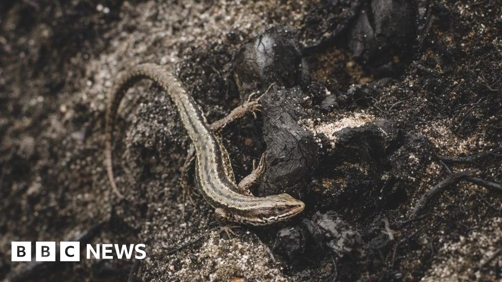 Studland: National Trust says heath fire could have been worse - BBC News