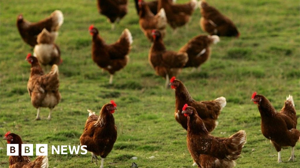 Scottish chicken numbers fall sharply - BBC News