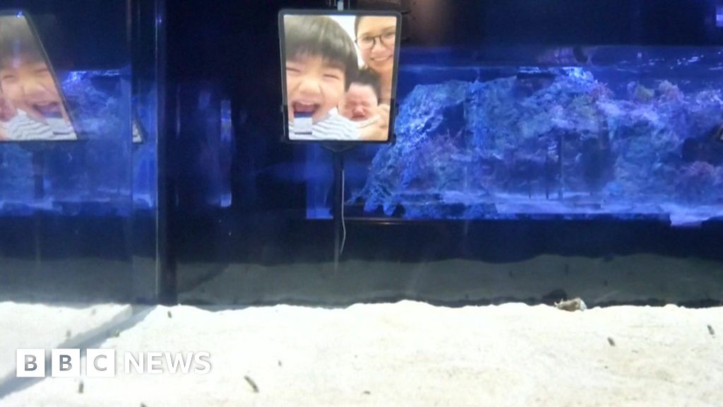Garden eels need help to remember human faces. - BBC News
