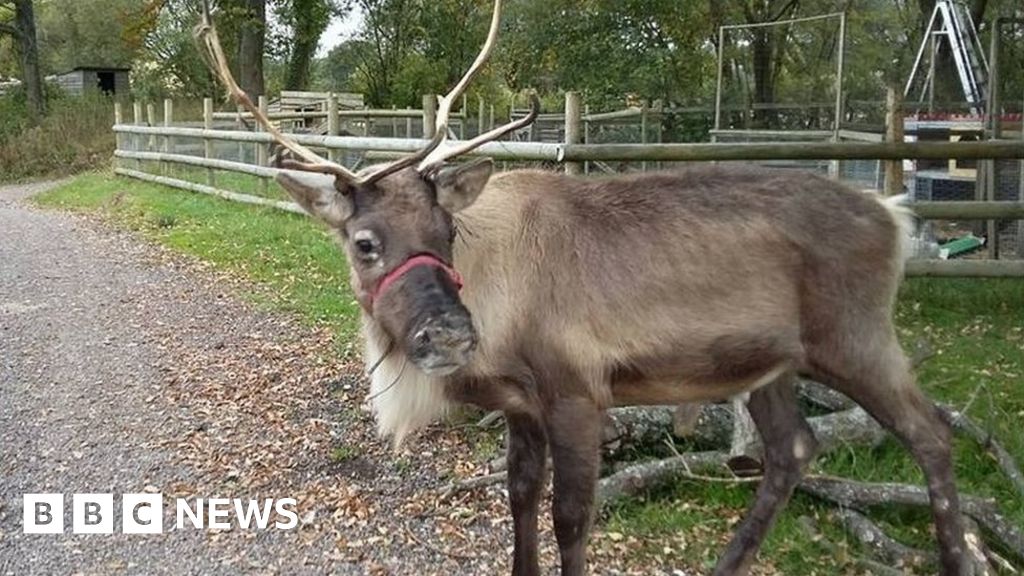 Swanmore reindeer killing: Owner of 4x4 sought - BBC News