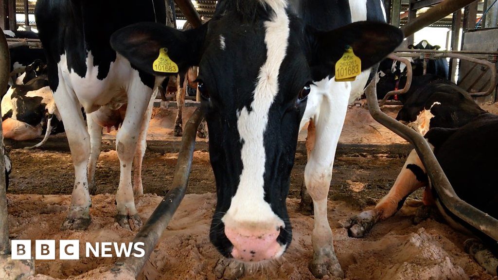 These cows on a farm near Midhurst queue to milk themselves - BBC News