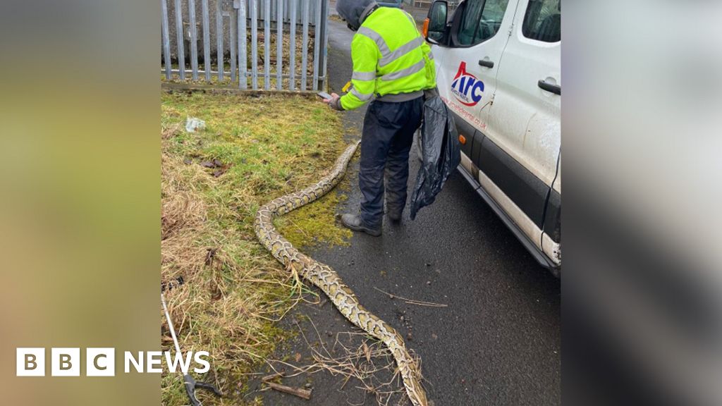 Giant snake discovered in Greenock street dies