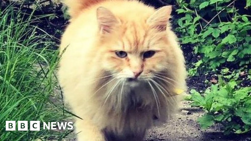 Man released over 'theft' of Instagram cat Mr Muk - BBC News