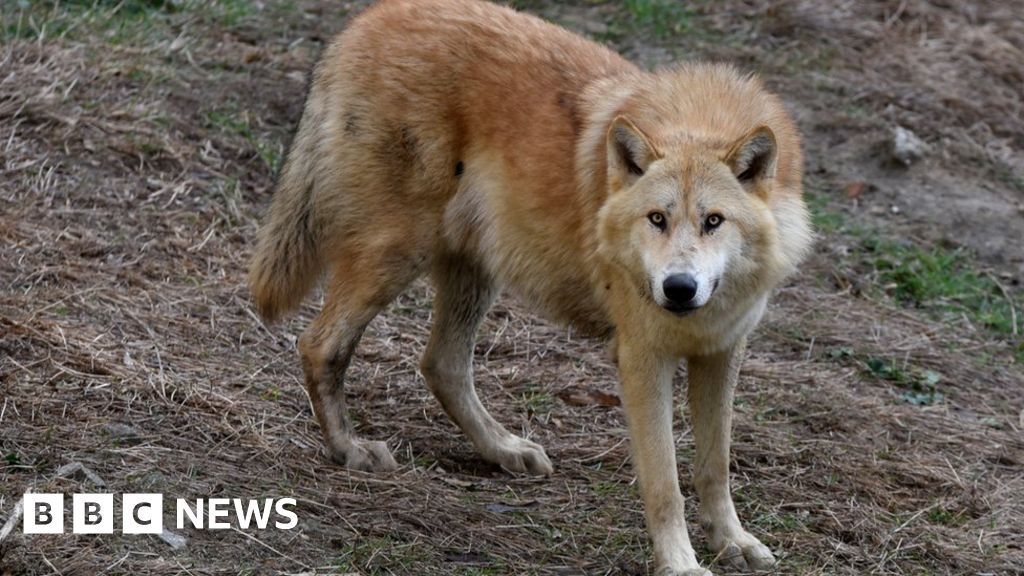 Rise in wolf attacks alarms Dutch sheep farmers - BBC News