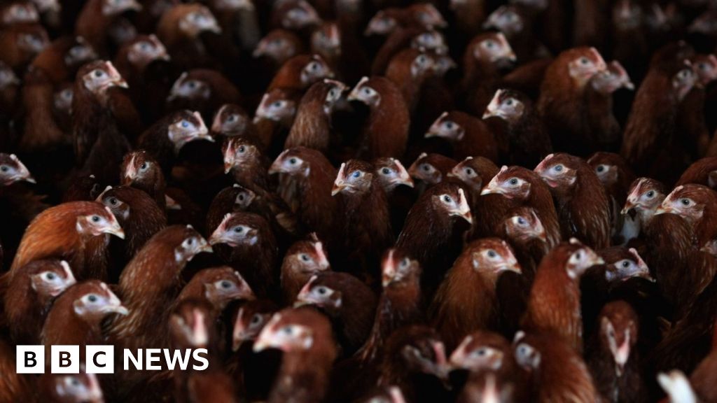 Shed fire kills 16,000 chickens in Carlisle - BBC News