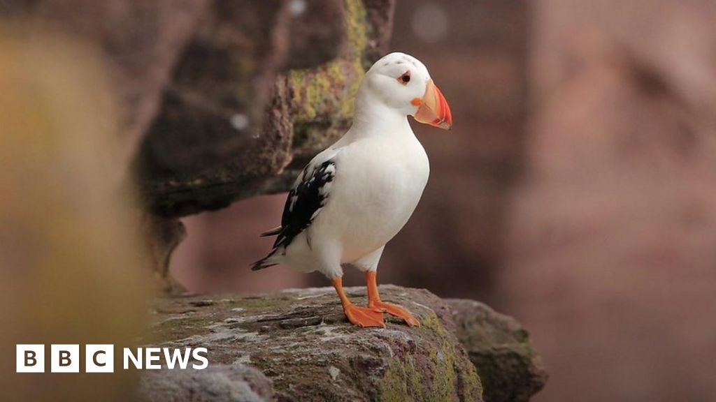 Rare white puffin seen on island off coast of Scotland - BBC News