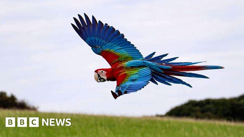 Isle of Wight parrot trained to fly in the wild