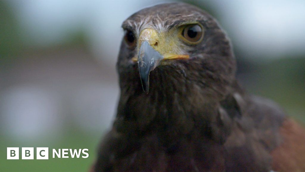 Helen Macdonald: Taming hawks and cuddling parrots - BBC News
