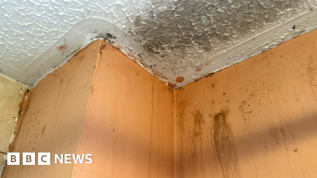 Mid Devon Housing calls on tenants to help combat mould - BBC News