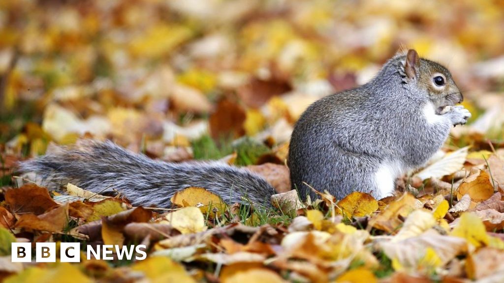 Red squirrels: Knowsley greys cull plan 'disgraceful' - BBC News