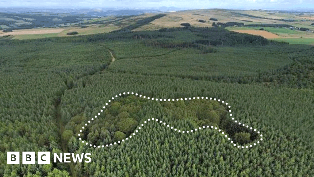 Mystery over jigsaw puzzle piece-shaped earthworks near Jedburgh - BBC News