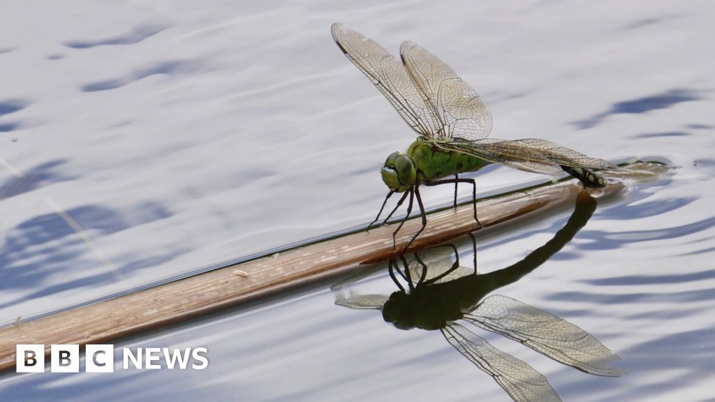 Dragonflies thriving at former Teesside industrial site - BBC News