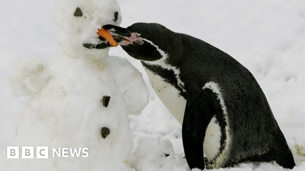 What the death of Dory the penguin says about India's zoos - BBC News