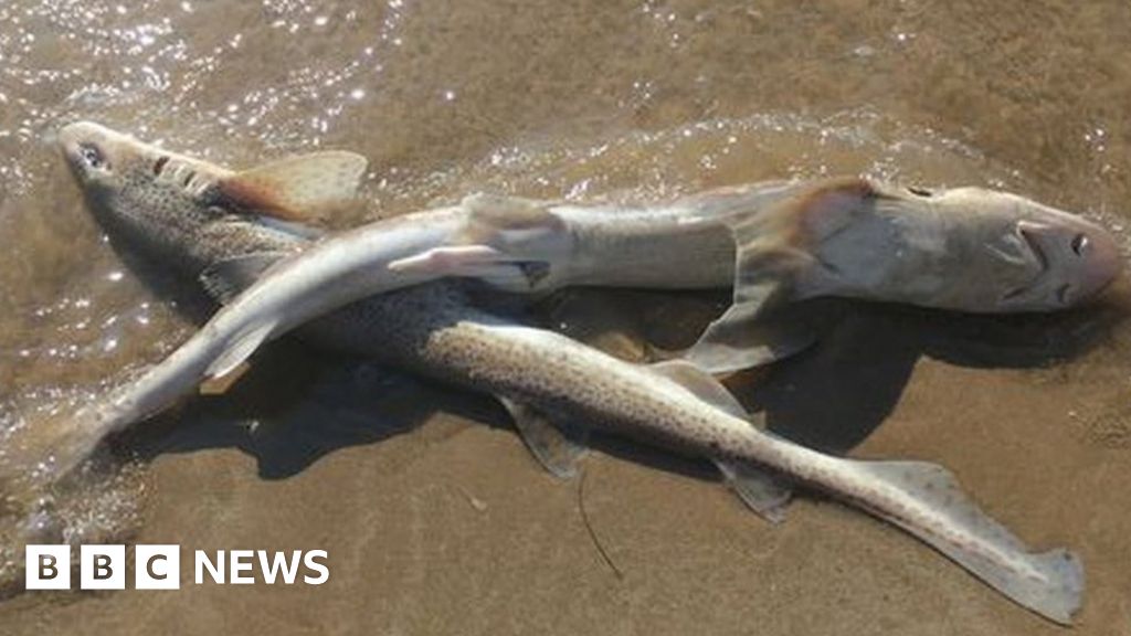 More than 50 dead sharks wash up on Swansea beach - BBC News