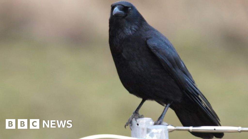 Crows flock to Cow Paddle pitches looking for grubs