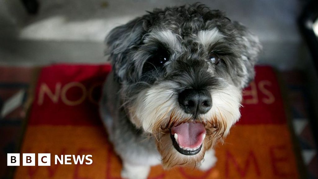 Dogs welcomed inside Worcester Cathedral in trial - BBC News