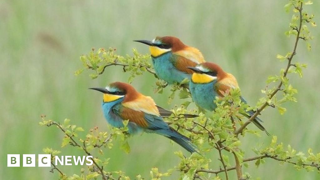 Bee-eater birds spotted in 'magical' sighting in Great Yarmouth - BBC News